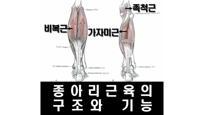 종아리 근육비복근 가자미근 족척근 등의 구조와 기능 네이버 블로그