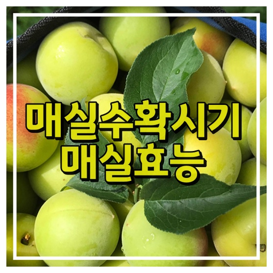 6월은 매실수확시기 청매실황매실수확시기 매실 효능 10가지 네이버 블로그
