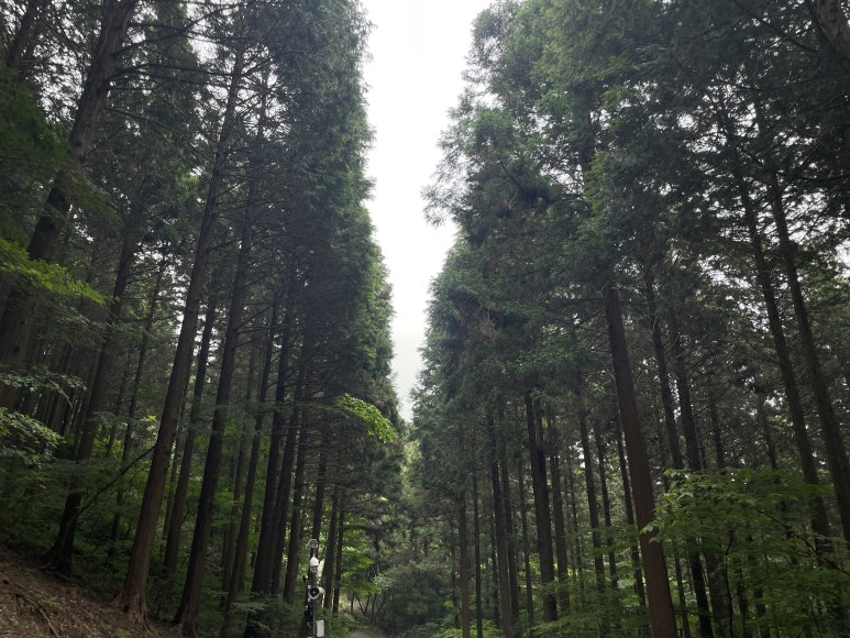 전남장성 축령산 편백나무숲 치유숲길 등산코스 쉬운 산책코스 추천 네이버 블로그