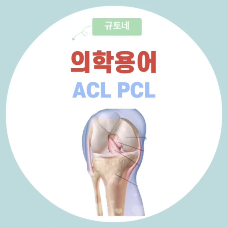 의학용어 ACL PCL 뜻 약어 : 네이버 블로그