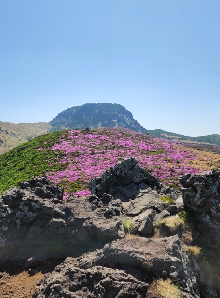 제주도 한라산 국립공원 영실탐방로 코스 철쭉축제 : 네이버 블로그