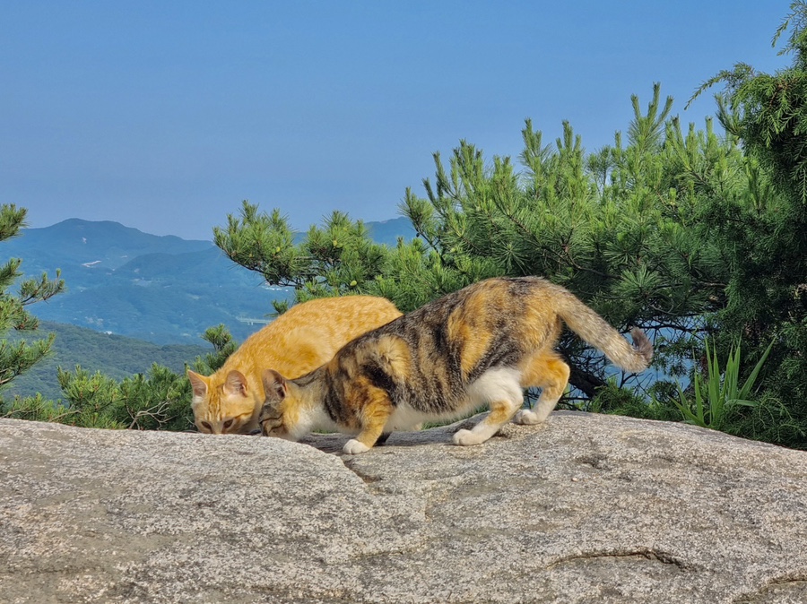 홍성 용봉산 등산코스, 시간, 난이도 : 네이버 블로그