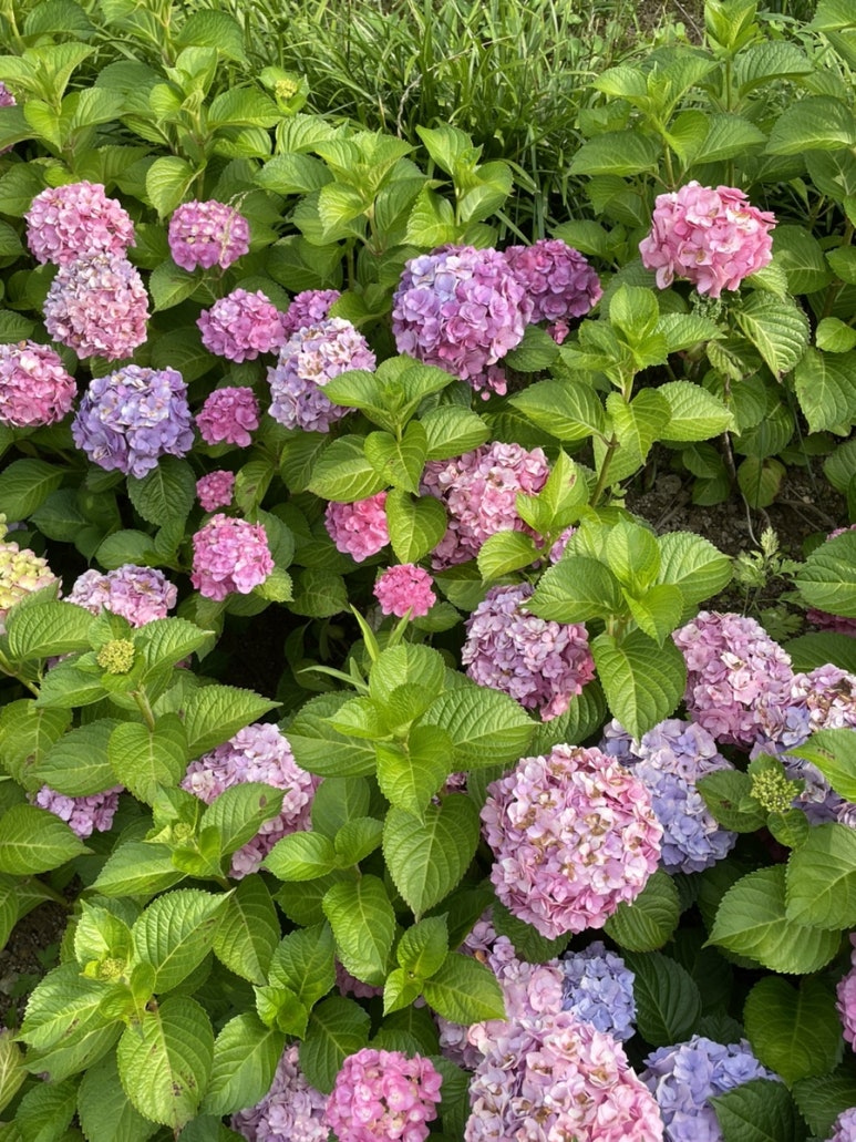 아 뭐하지? 갤러리 털어야지 _#49 : 네이버 블로그