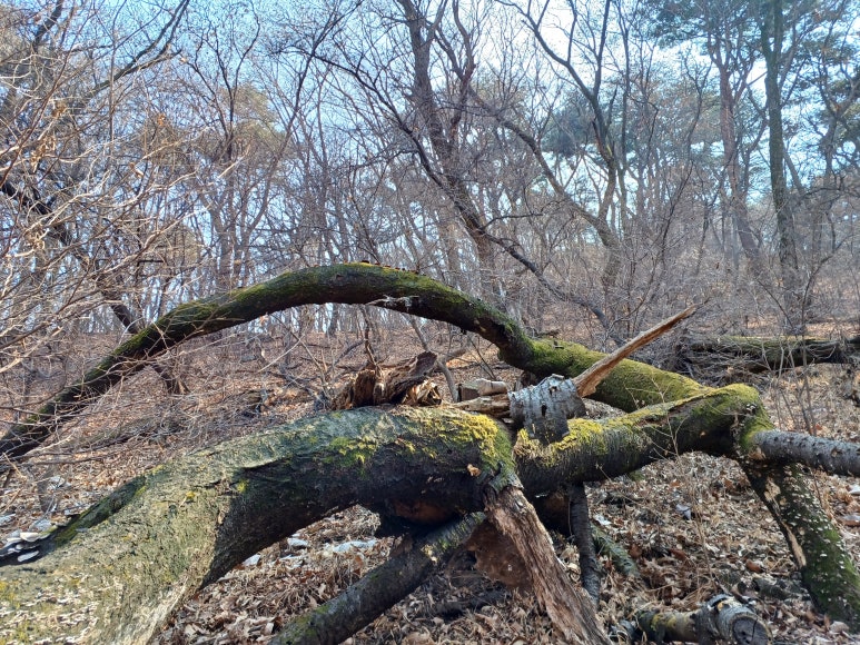 비기사자물인야(非其事者勿仞也) - 그 능력에 걸맞지 않는 일을 맡으려고 하지 말 것이며 : 네이버 블로그