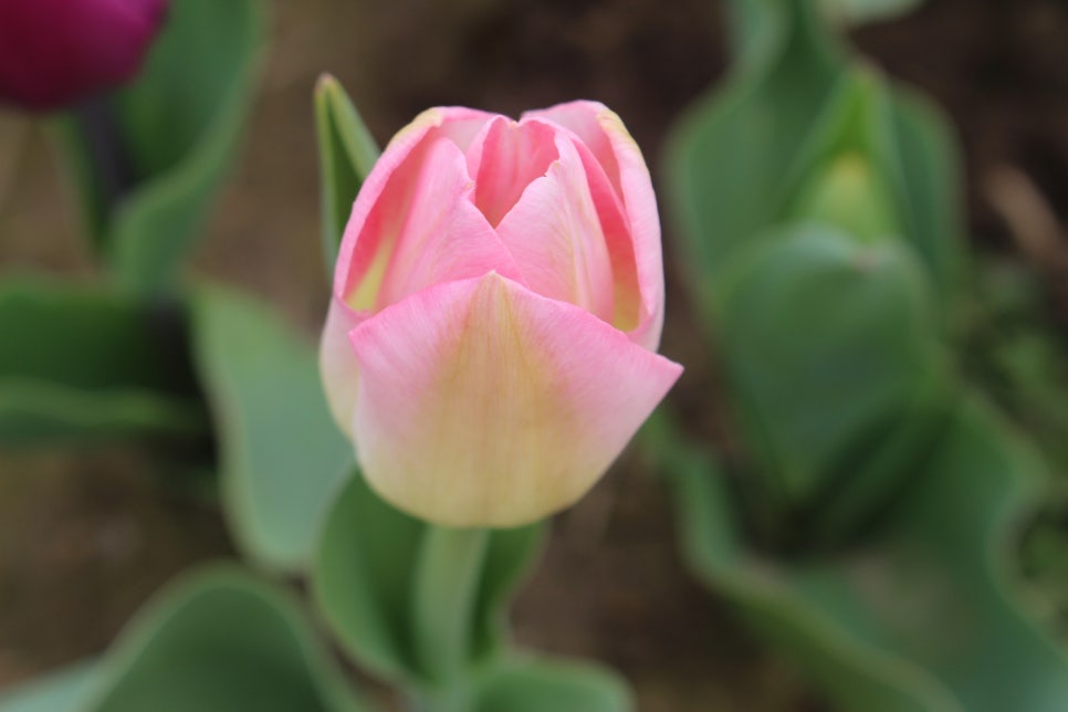 Emacs 에서 Fira Code 와 Noto serif CJK KR : 네이버 블로그