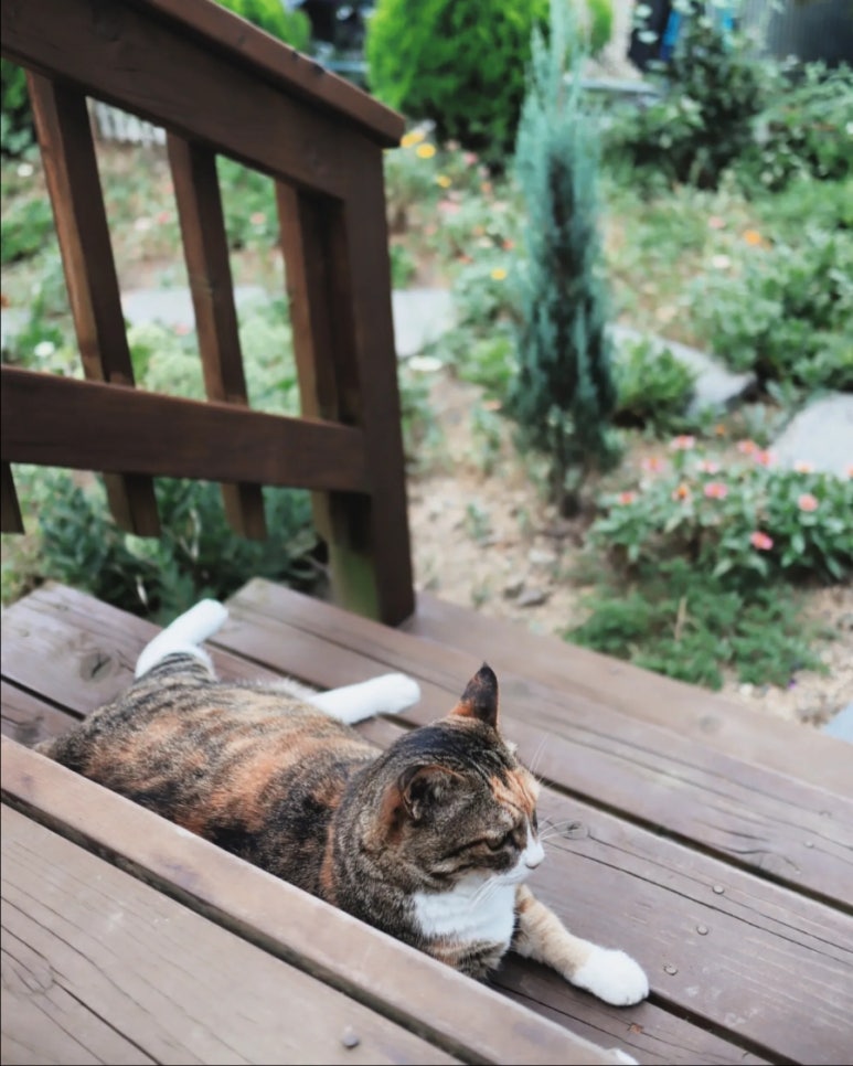 8월 정원 :: 분홍상사화, 배롱나무 핑크벨로 개화 | 문그로우 : 네이버 블로그