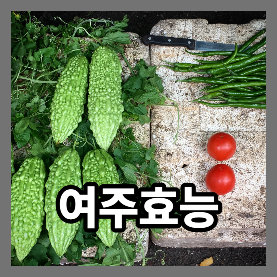 여주효능 9가지 및 부작용 말린여주 건여주 먹는방법 네이버 블로그