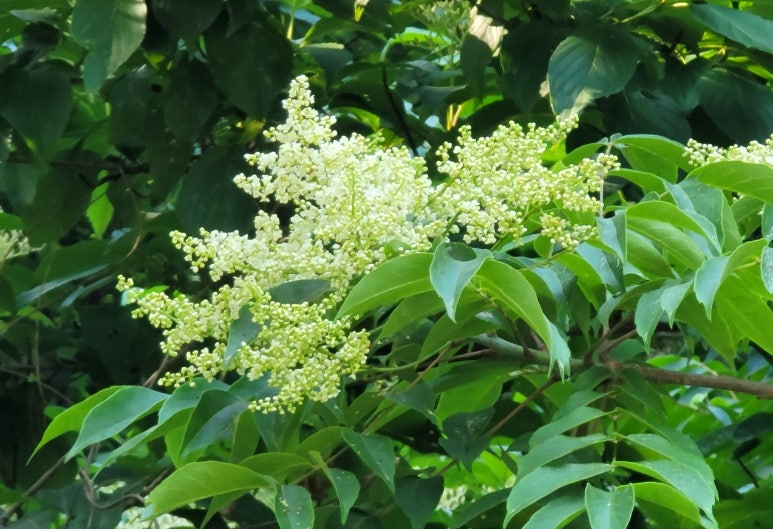 합다리나무(Meliosma pinnata subsp. arnottiana var. oldhamii) : 네이버 블로그