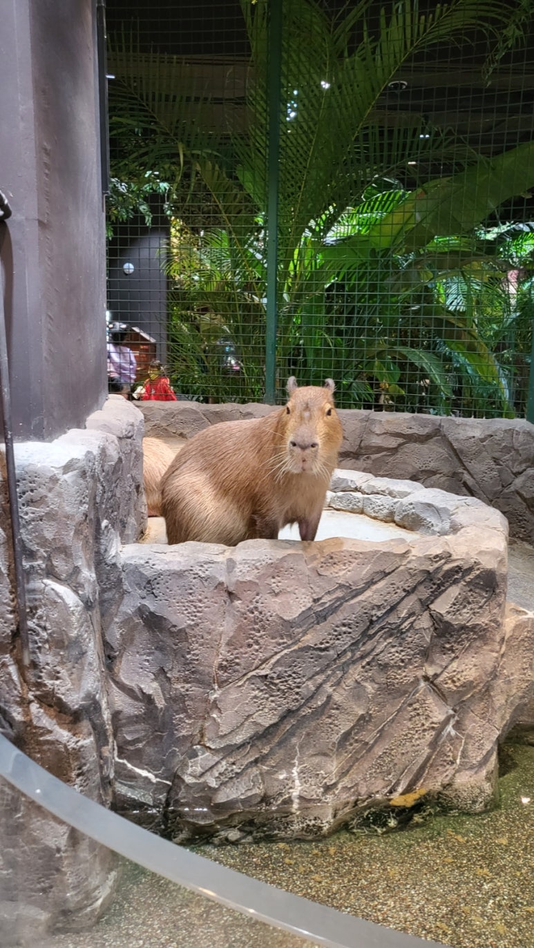 라크몽 주렁주렁 동탄점, 주렁주렁 음식 추천 : 네이버 블로그