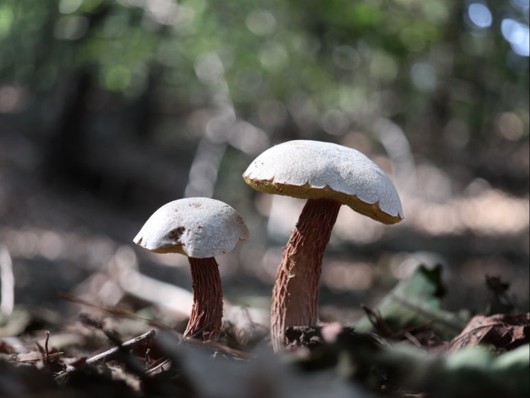 털신그물버섯(주름망그물버섯) - Aureoboletus russellii : 네이버 블로그