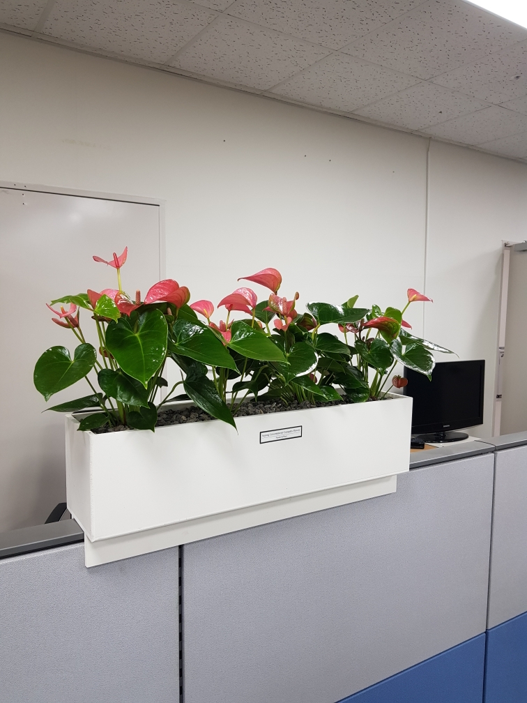 파티션화분 : 네이버 블로그