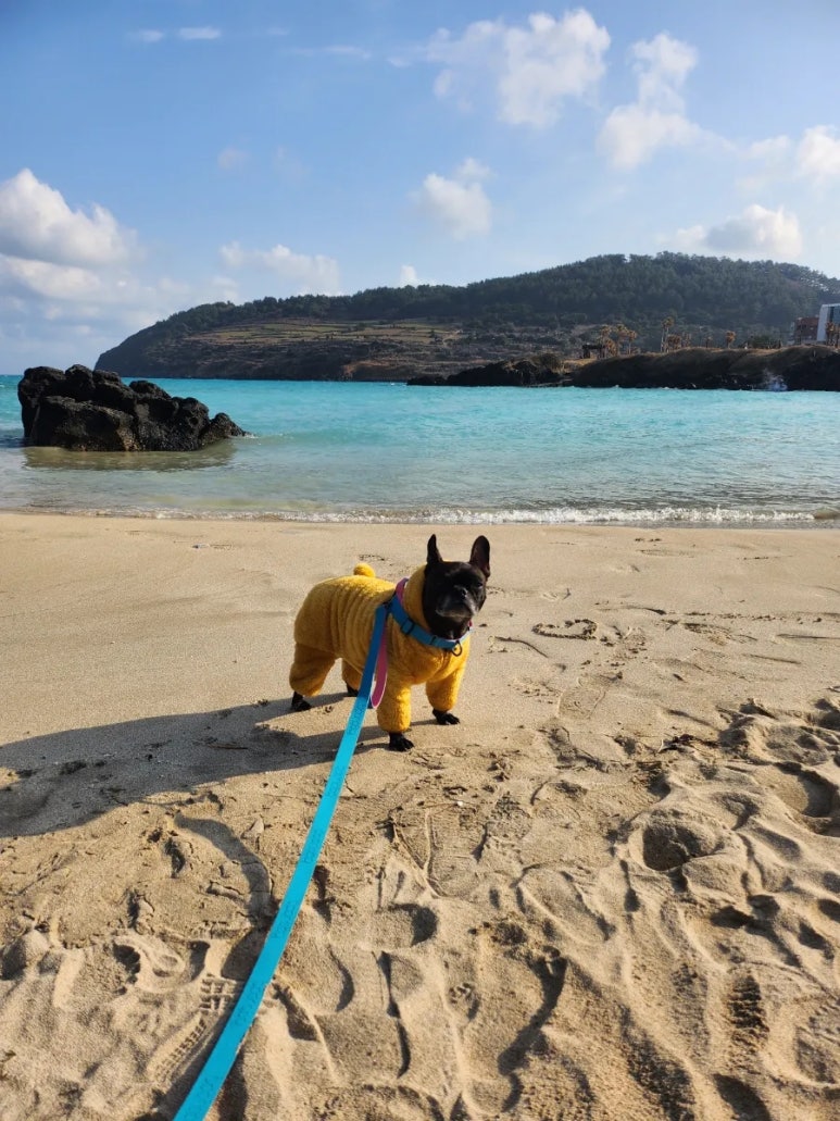 제주 강아지랑 가볼만한 곳 무지개해안도로-도두봉, 함덕해수욕장-서우봉 : 네이버 블로그