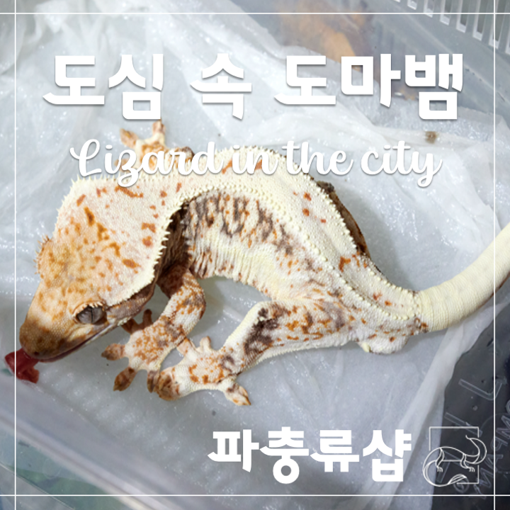 도심속도마뱀 릴리화이트 암컷 저렴히 분양중입니다 준성체~성체 🔥 구로ㆍ신도림ㆍ서울 파충류 샵 네이버 블로그