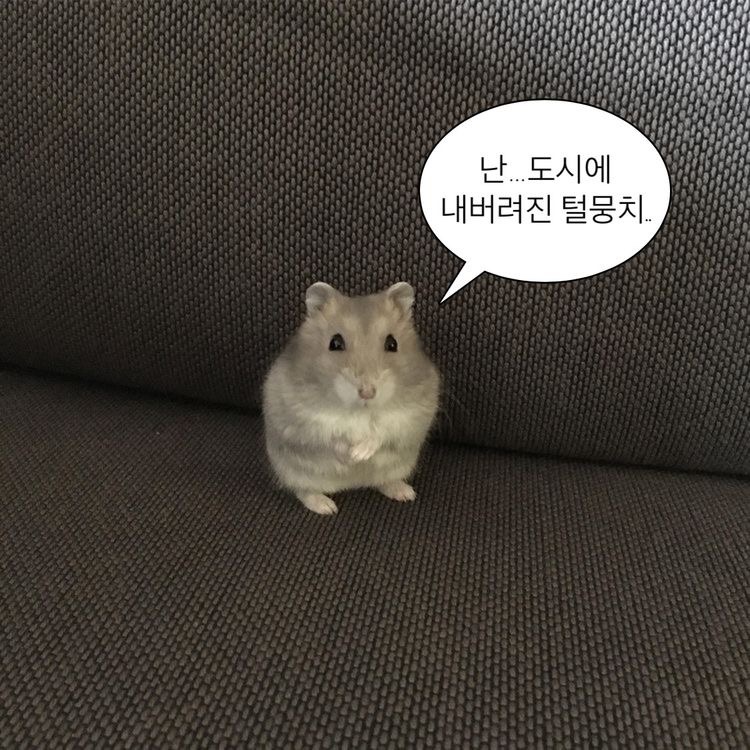 햄스터말풍선짤 햄스터밈 햄스터사진모음 말풍선짤모음 귀여운짤 카톡짤모음 네이버 블로그