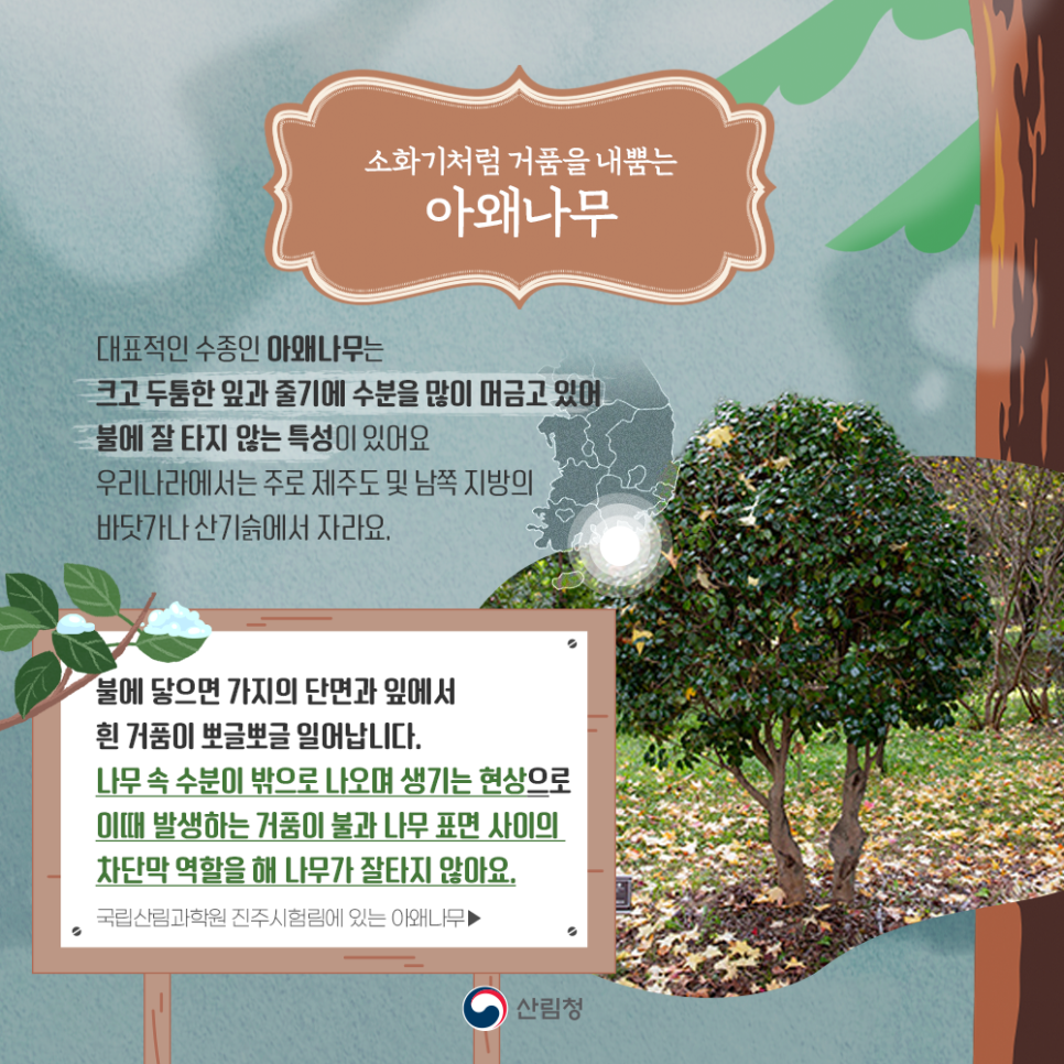 산불에 강한 나무가 있다? 숲을 지키는 방화수 : 네이버 블로그