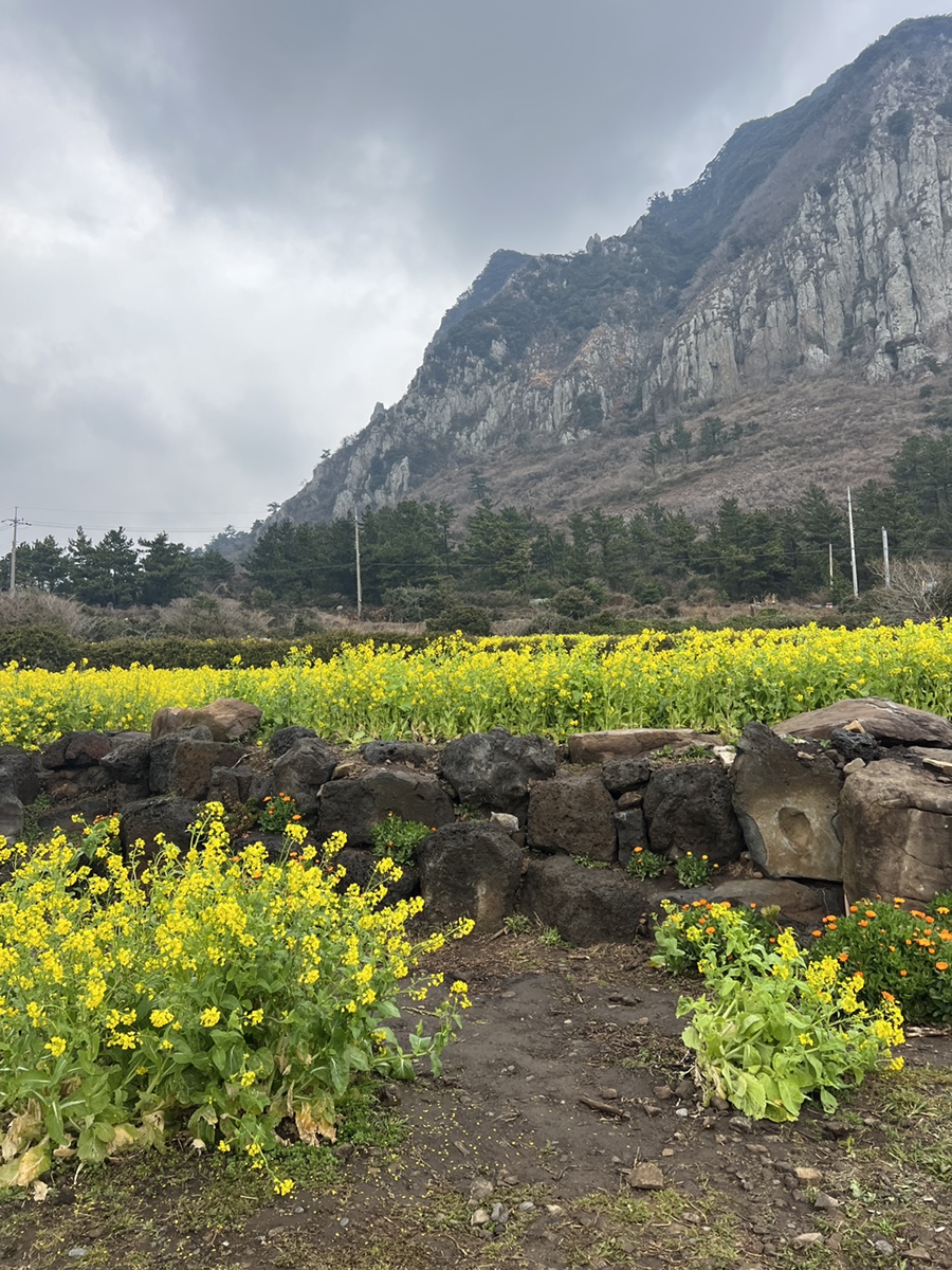산방산 유채꽃 위치 및 가는길, 제주 유채꽃 명소 : 네이버 블로그