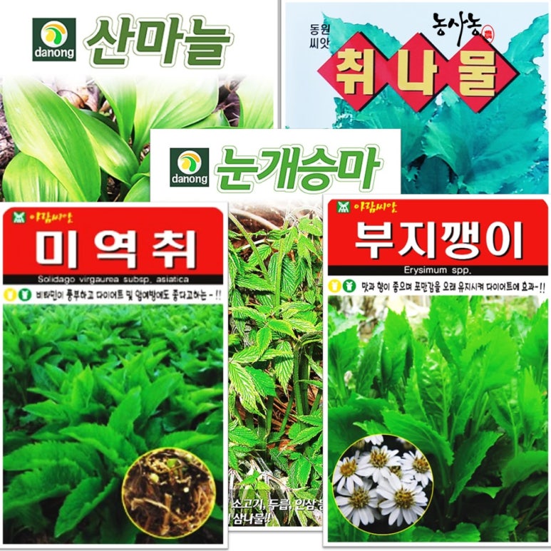 울릉도 나물 부지깽이 부지갱이 취나물 미역취 산마늘 명이나물 눈개승마 씨앗 종류 심는시기 종자 파종 방법 네이버 블로그
