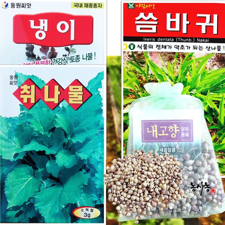 봄나물 씨앗 종류 냉이 달래 종구 취나물 씀바귀 심는시기 재배 방법 네이버 블로그