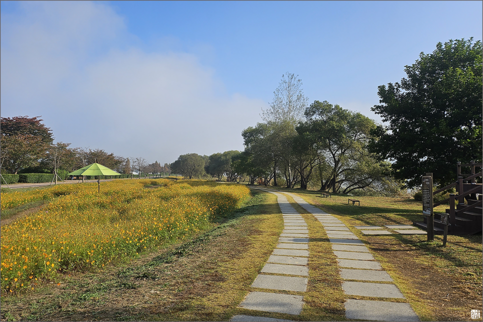 남양주 물의정원 볼거리 코스모스 And 물마음길 산책 서울근교 꽃구경 갈만한곳 네이버 블로그