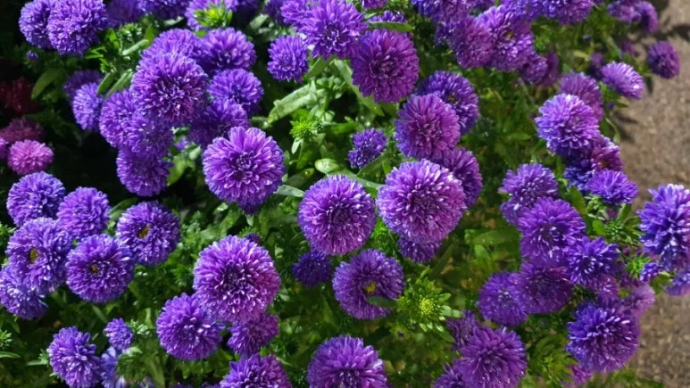 보라색꽃 가을 아스타국화 우선국 키우기 꽃말 How to Grow Aster and Flower Language : 네이버 블로그