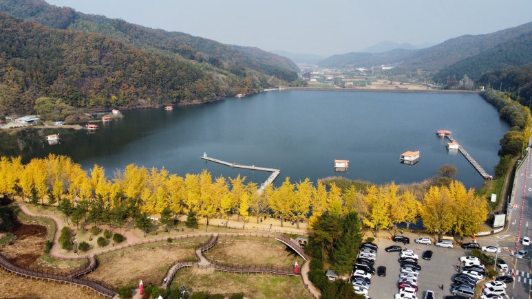 문광면 은행나무길, 황금빛 '찬란'… 가을 ‘절정’ : 네이버 블로그
