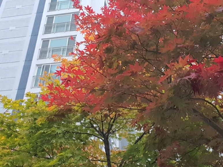 가볍게 살기 1,552 - 63.05kg : 네이버 블로그