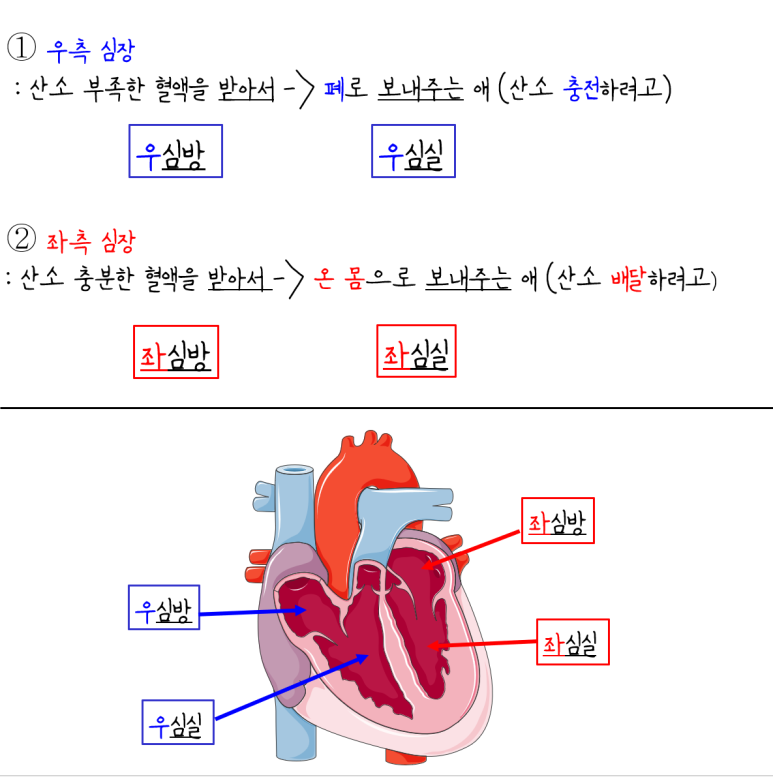 혈액 순환 과정 짧고 간단히 이해하기 심방과 심실 동맥과 정맥 네이버 블로그