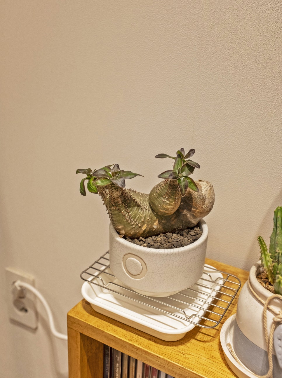 [용산구/ 이태원] 괴근식물이라니? 한국에서 만나는 아프리카 식물 전문점 :) '카리프아' CARIFA : 네이버 블로그