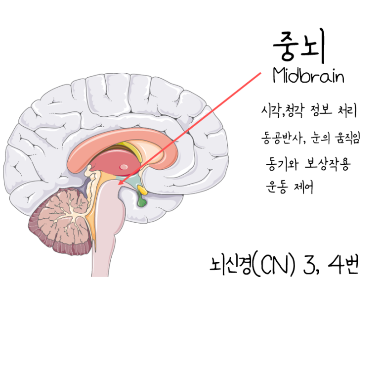 뇌줄기brainstem 중뇌 교뇌 연수 쉽게 이해하기 네이버 블로그