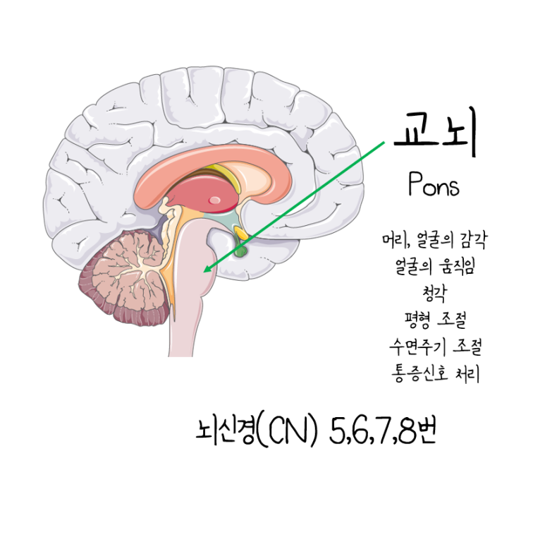 뇌줄기brainstem 중뇌 교뇌 연수 쉽게 이해하기 네이버 블로그