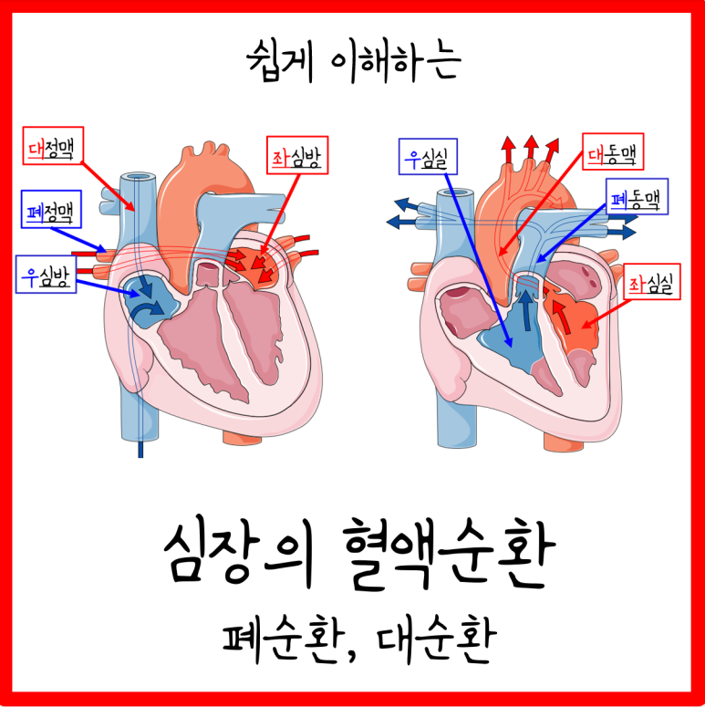 혈액 순환 과정 짧고 간단히 이해하기 심방과 심실 동맥과 정맥 네이버 블로그