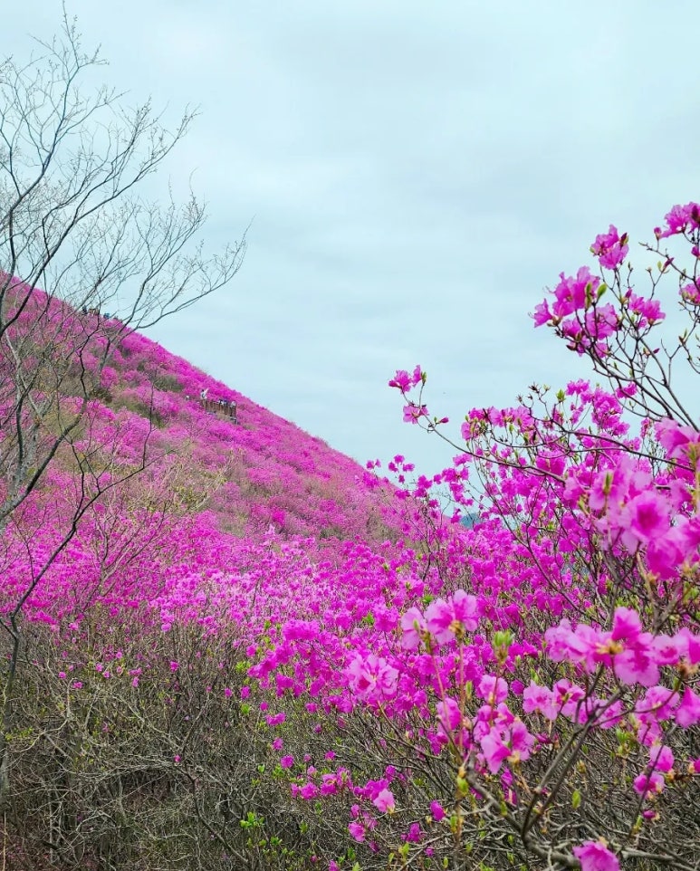 창원 천주산 진달래 산행 네이버 블로그