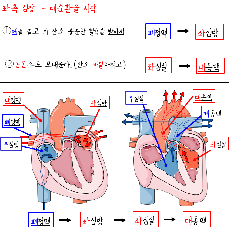 혈액 순환 과정 짧고 간단히 이해하기 심방과 심실 동맥과 정맥 네이버 블로그