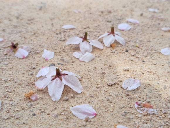 영어독립 인생 명언 200 - 11(인생 조언) : 네이버 블로그