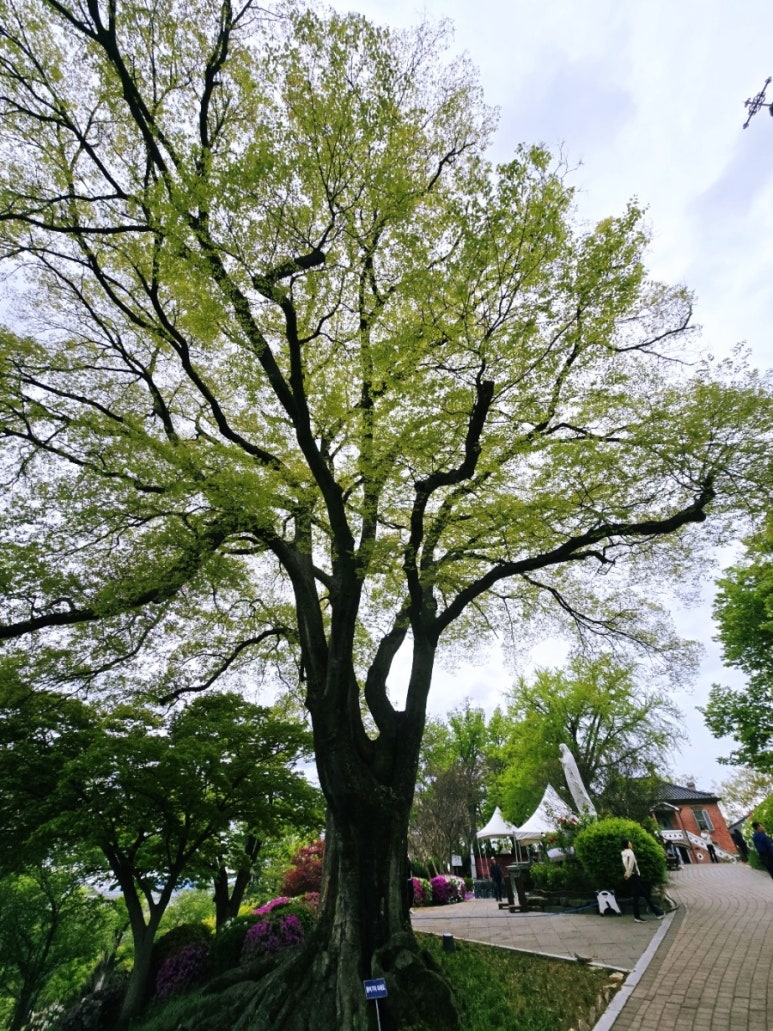 충청도 천주교 성지순례 한국에서 가장 아름다운 성당인 충남 아산 공세리성당 네이버 블로그