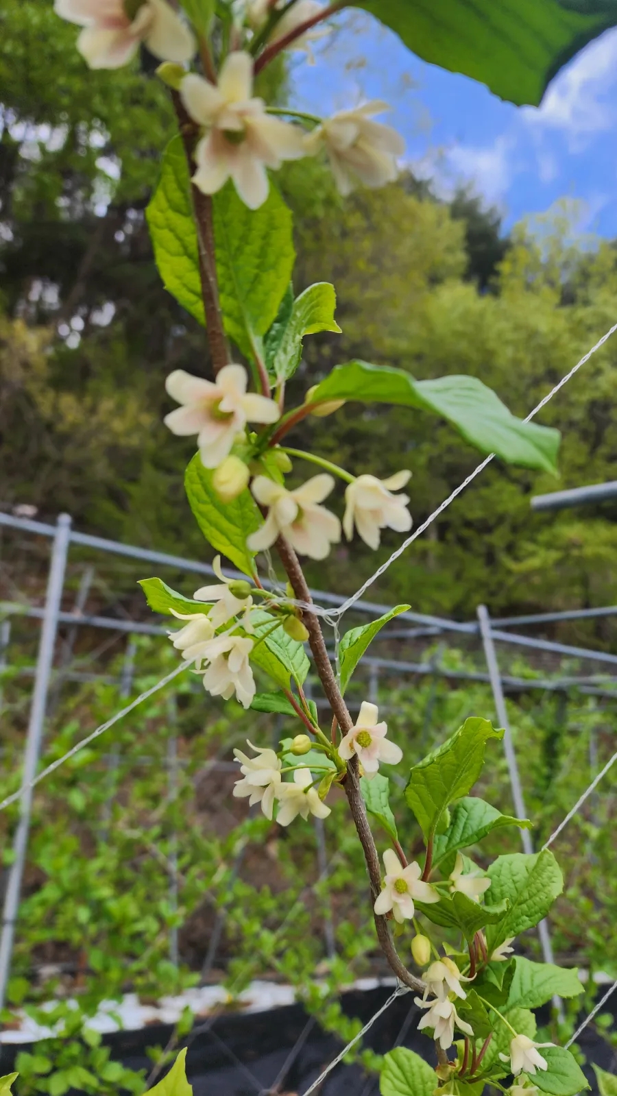 오미자 꽃 피는 시기와 암꽃 수꽃 구별하기 : 네이버 블로그