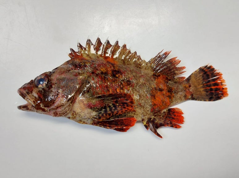 흰꼬리볼락(2024/03/10) : 네이버 블로그