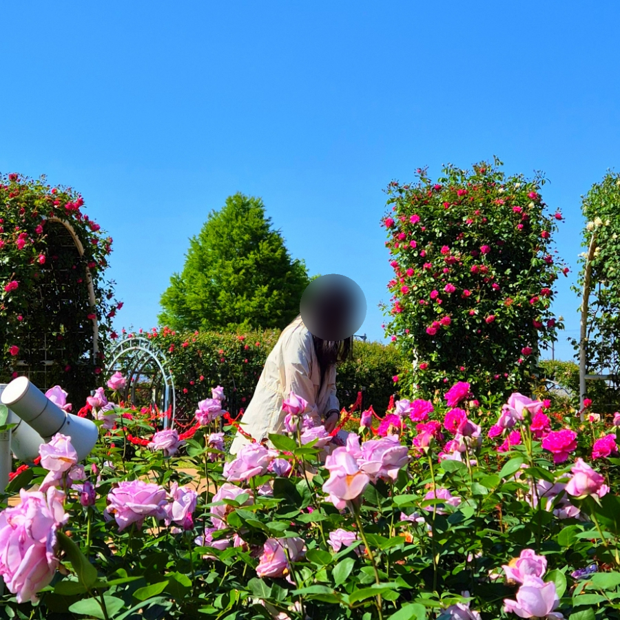 2024 곡성 장미축제 기간, 섬진강 기차마을 장미꽃축제 후기 : 네이버 블로그