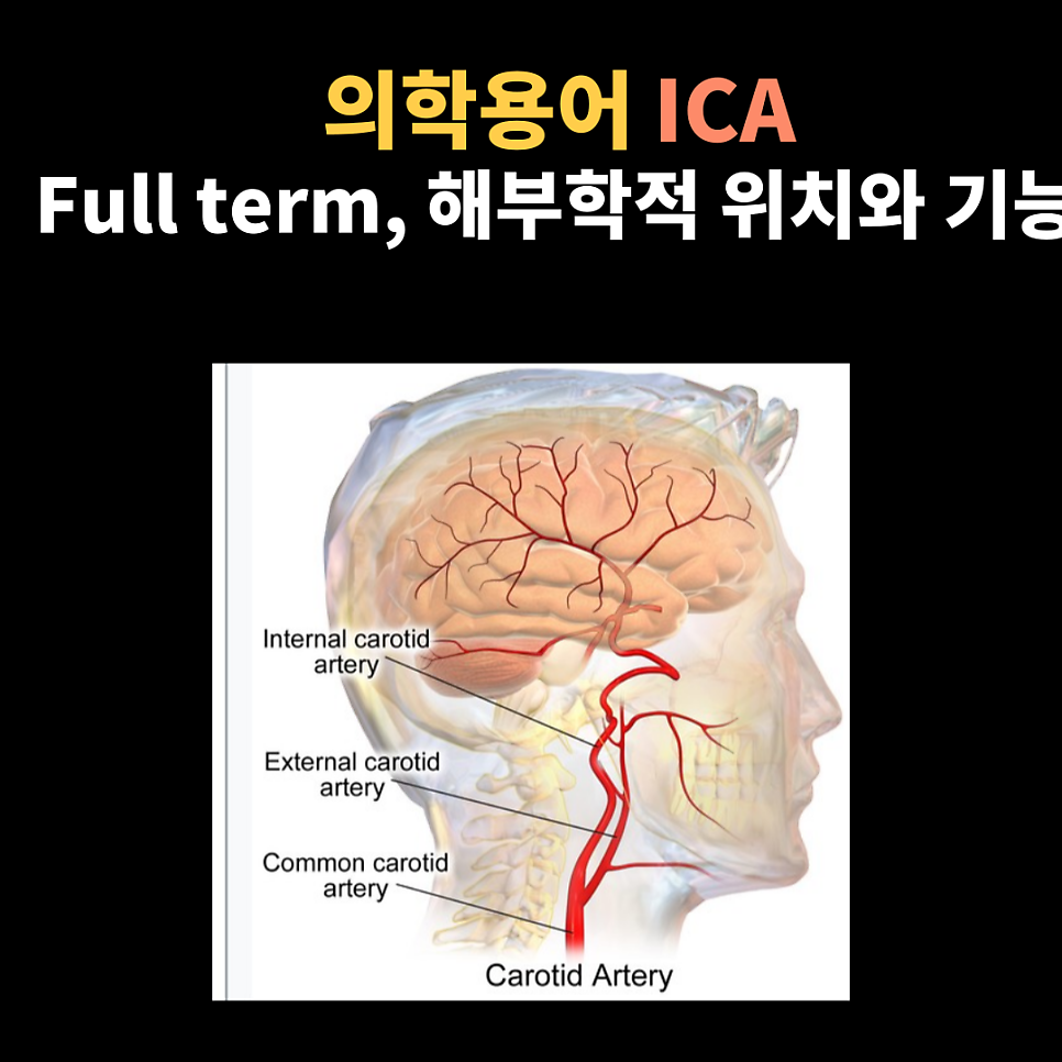 의학용어 ICA full term과 해부학적 위치와 기능에 대해서 알아봐요~ : 네이버 블로그