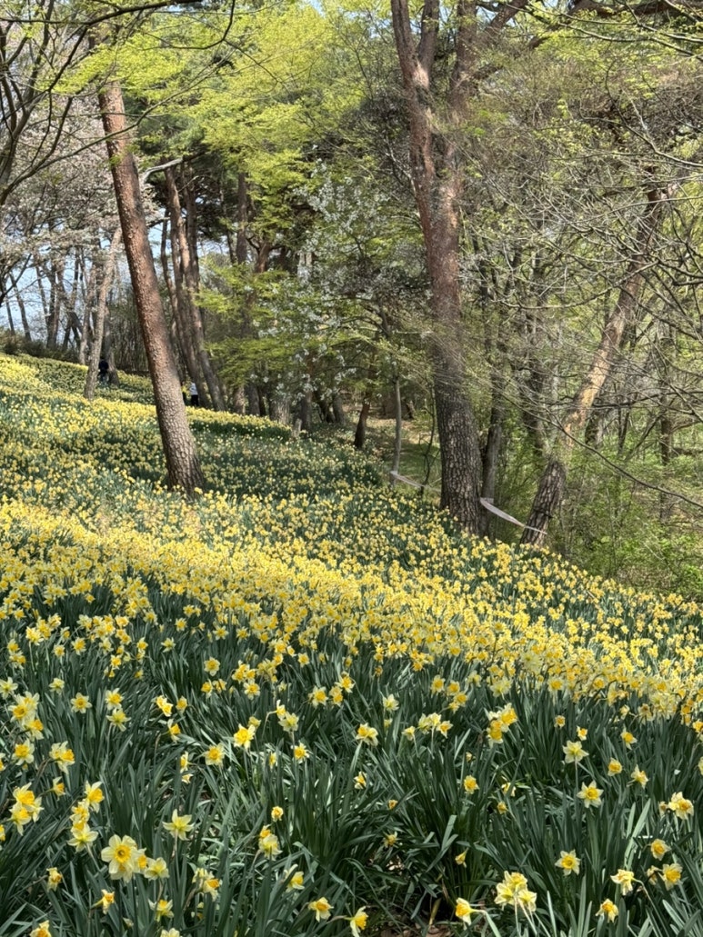 서산 유기방가옥 수선화축제 2025 개화시기 공유 드려요 : 네이버 블로그