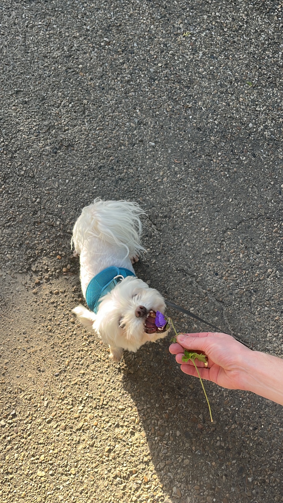 임신중기 19주차(1)한인치킨 맛집 치코치킨(Chicko chicken) 먹부림/텃밭 채소 심기 : 네이버 블로그