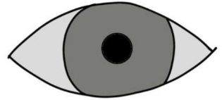 pupil 크기 pupil 모양 pupil light reflex 빛반사 보는 법 : 네이버 블로그