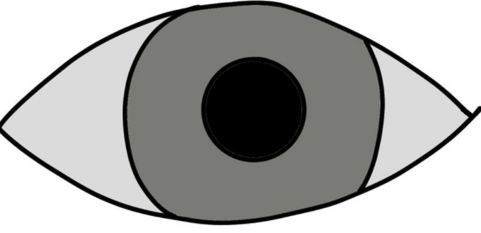 pupil 크기 pupil 모양 pupil light reflex 빛반사 보는 법 : 네이버 블로그