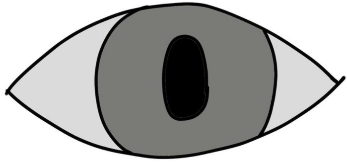 pupil 크기 pupil 모양 pupil light reflex 빛반사 보는 법 : 네이버 블로그