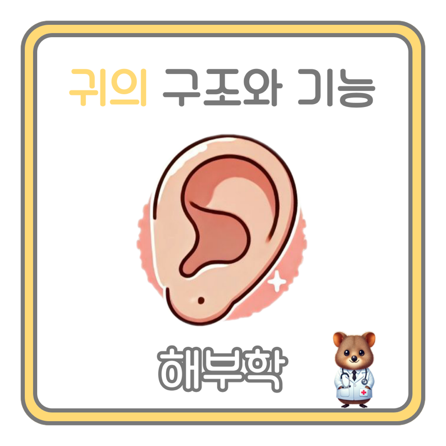 귀의 구조와 기능 외이중이내이 뼈미로막미로 반고리관달팽이관평형반 네이버 블로그