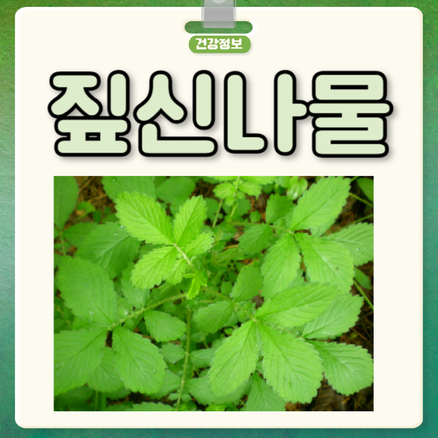 짚신나물 효능 부작용 짚신나물 먹는 법 선학초 효능 네이버 블로그