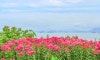 고흥 고양이섬 힐링파크 쑥섬쑥섬 우리나라 가볼만한곳 네이버 블로그