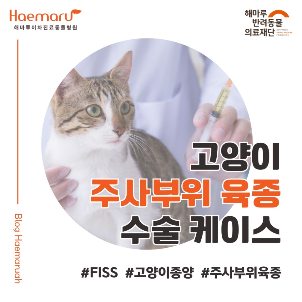 고양이 주사부위 육종 Feline injection site sarcoma(FISS) 수술 케이스 : 네이버 블로그