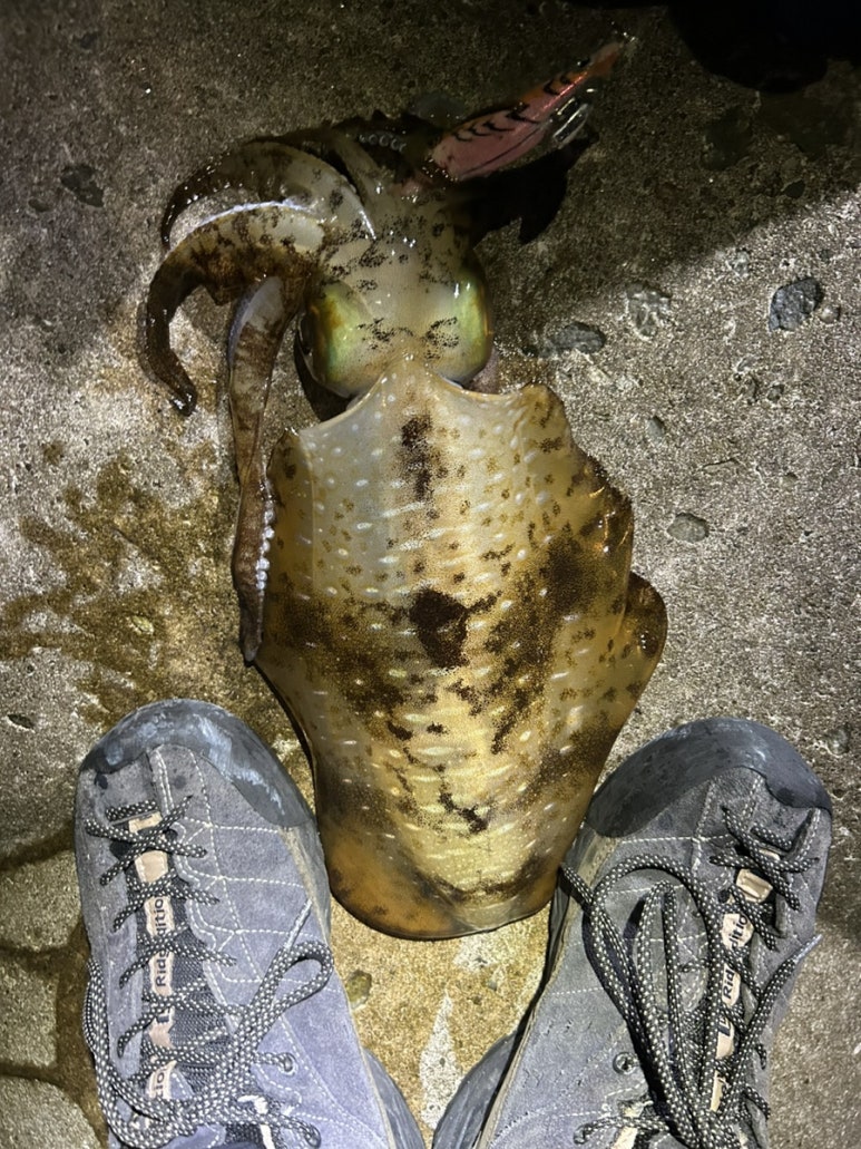 24년 첫!! 무늬오징어 시즌 1,2호 24.07.10 : 네이버 블로그