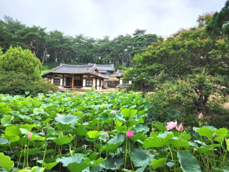 경주 종오정 연꽃 개화시기 연꽃맛집 배롱나무꽃 필무렵 다시가고싶은곳 추천 네이버 블로그
